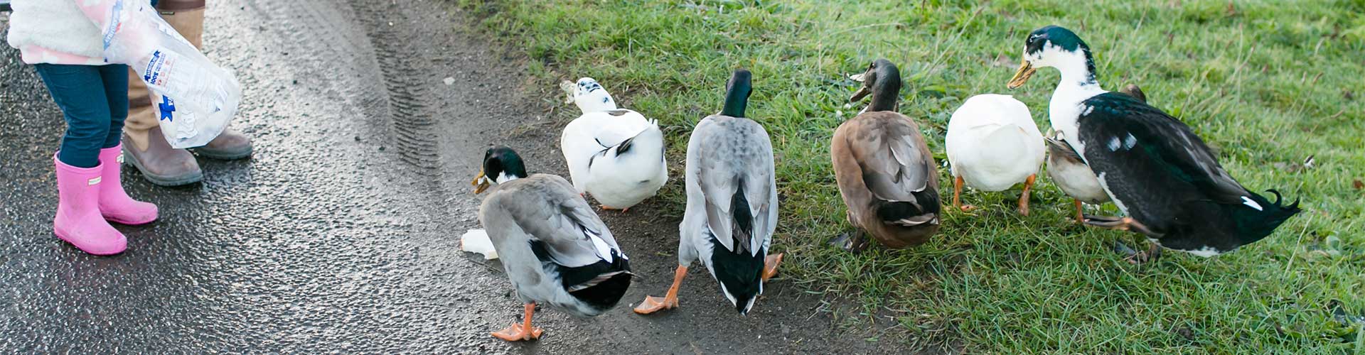 Peel Farm | Glamping, Farm Shop, Coffee Shop & Nature Trail